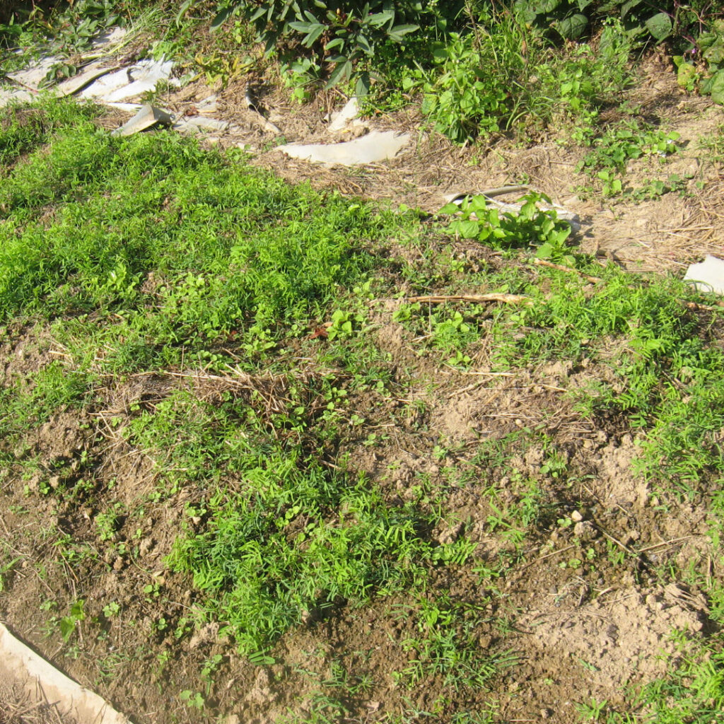 Cover Crops and Garlic: Blog 24 in a Gardening Series