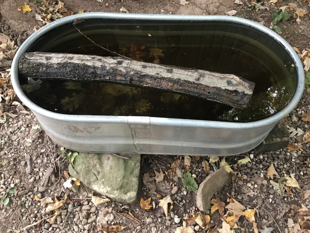 Mushrooms: Blog 25 in a Gardening Series